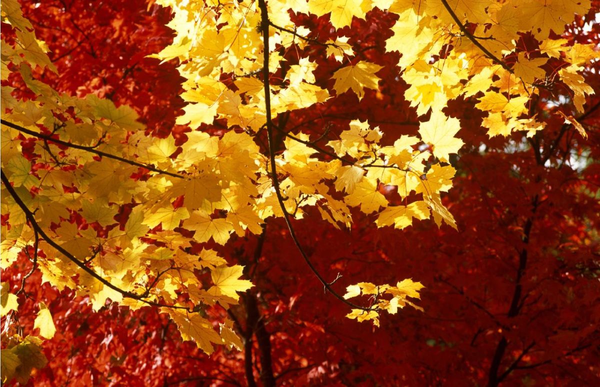 10 of the best places to see Britain’s Autumn colours – Newszetu