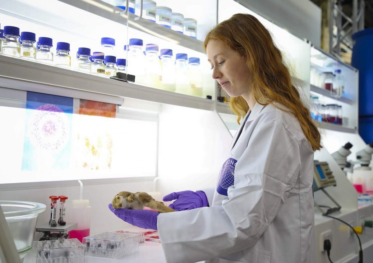 Dinosaurs In The Wild (London, UK, June-September 2018)