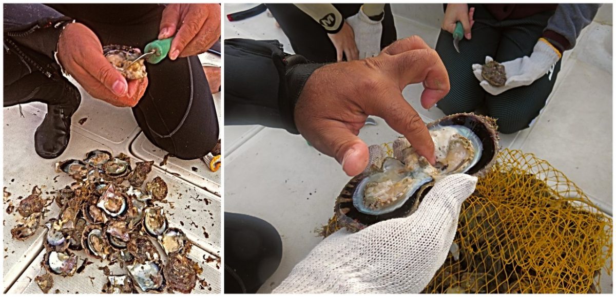 Pearl diving in Bahrain